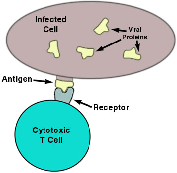 Understanding Gene Therapy boosting T-cells to beat cancer ...