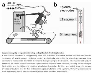 Paralyzed Rats Able to run on a Treadmill and Genetically Altered Mice ...