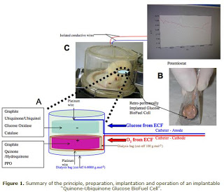 Glucose BioFuel Cell Can Power Implants and Artifiical Organs and Burn ...