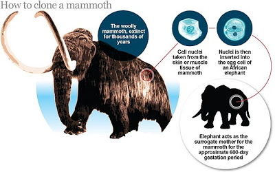 Woolly Mammoth could come back from extinction in 2015 or 2016 ...