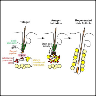 Yale Scientists Find Stem Cells That Tell Hair It’s Time to Grow ...