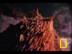 Triassic Kraken's Lair Discovered!