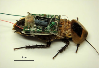 DARPA hybrid cyborg insects | NextBigFuture.com