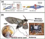 DARPA Nerve probe controls cyborg moth in flight | NextBigFuture.com