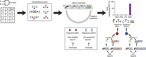 New synthetic biology circuits that combine memory and logic ...