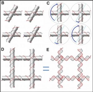 DNA made into Complex 2D and 3D DNA nanostructures made from DNA ...
