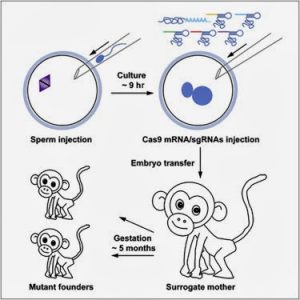 Genetically modified Monkeys using CRISPR genome editing and shows that ...