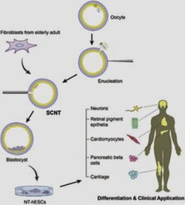 Embryo clones produced from cells of human adults | NextBigFuture.com
