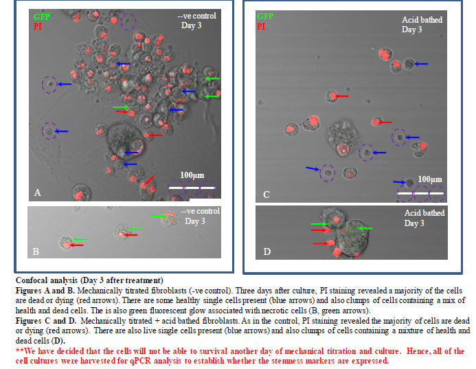 Hint of Hope for STAP cells but Hong Kong Researchers says interesting ...