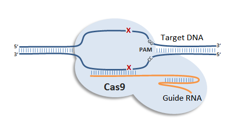 CRISPR Gene edits human stem cells precisely and efficiently ...