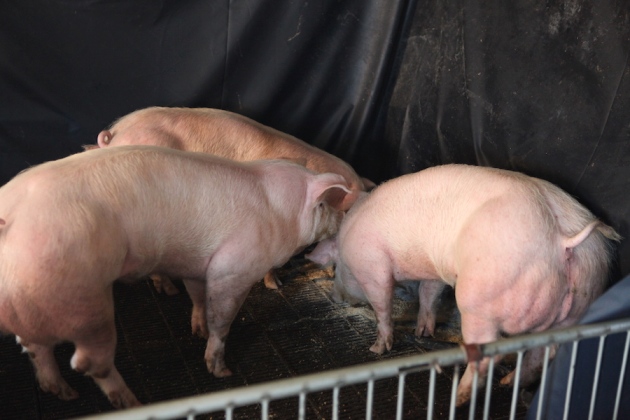 Pigs, sheep and cows given double myostatin inhibition gene editing ...