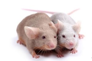 Rejuvenate Bio Reprogrammed Genes to Double Remaining Life of Old Mice ...
