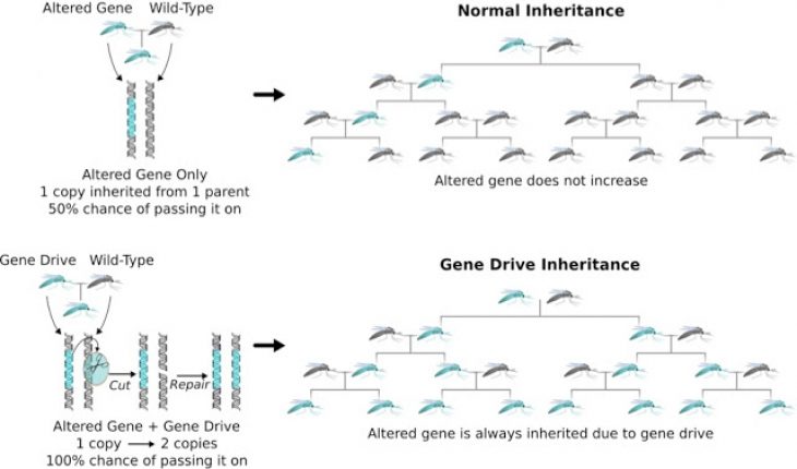 Gene drive can propel genes throughout populations combined with CRISPR ...