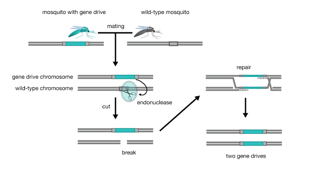 Promise and Peril of Gene drive | NextBigFuture.com Promise and Peril of Gene drive | NextBigFuture.com