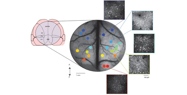 Decoding of neural activity using new optical imaging and analysis ...