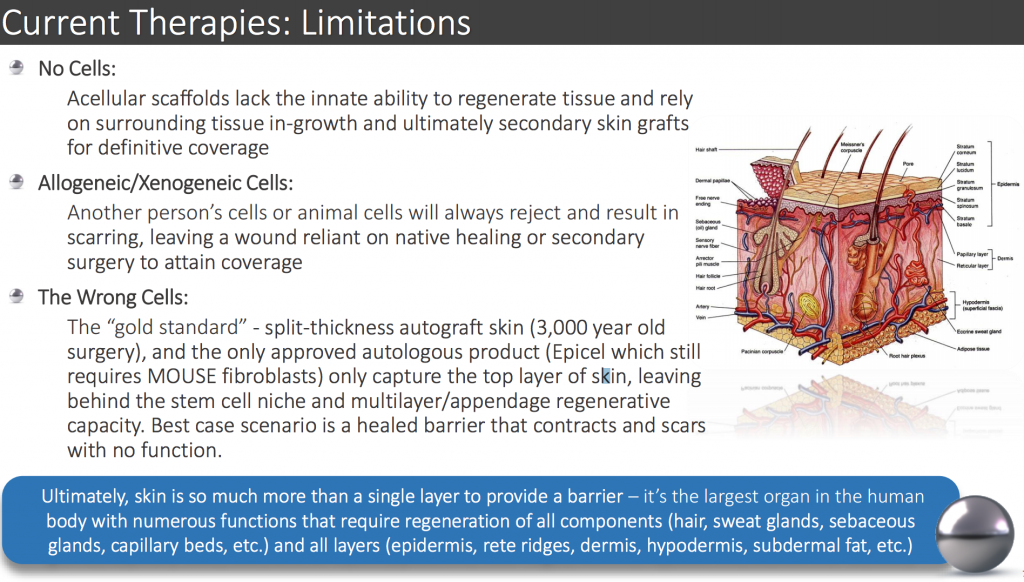 Breakthrough for the generation of fully functional skin tissue and ...