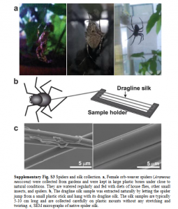 Machining of spider silk fibers using femtosecond lasers ...