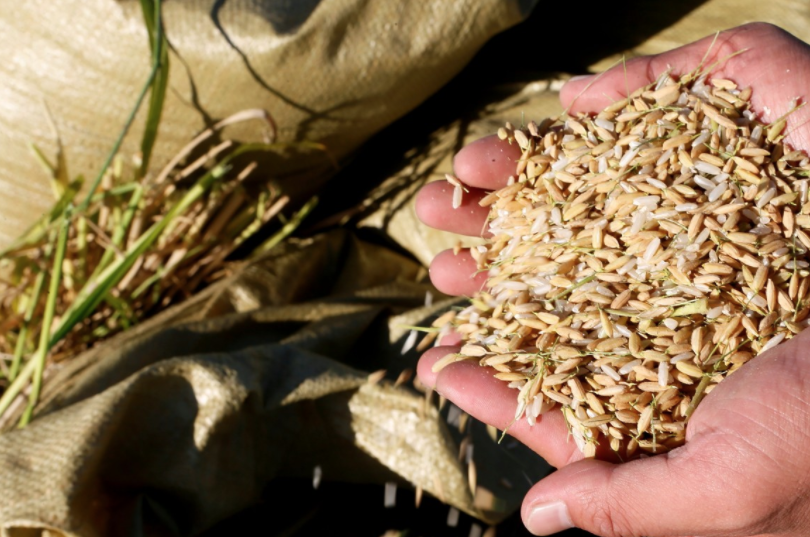 Salt water resistant rice can boost harvest by nearly 20 per cent ...