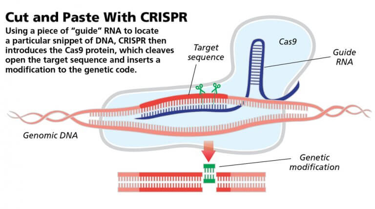 Gene defect fixed in 8 out of 20 cloned embryos, heralds future of gene ...