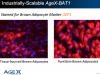 AgeX to develop powerful regenerative and anti-aging treatments ...