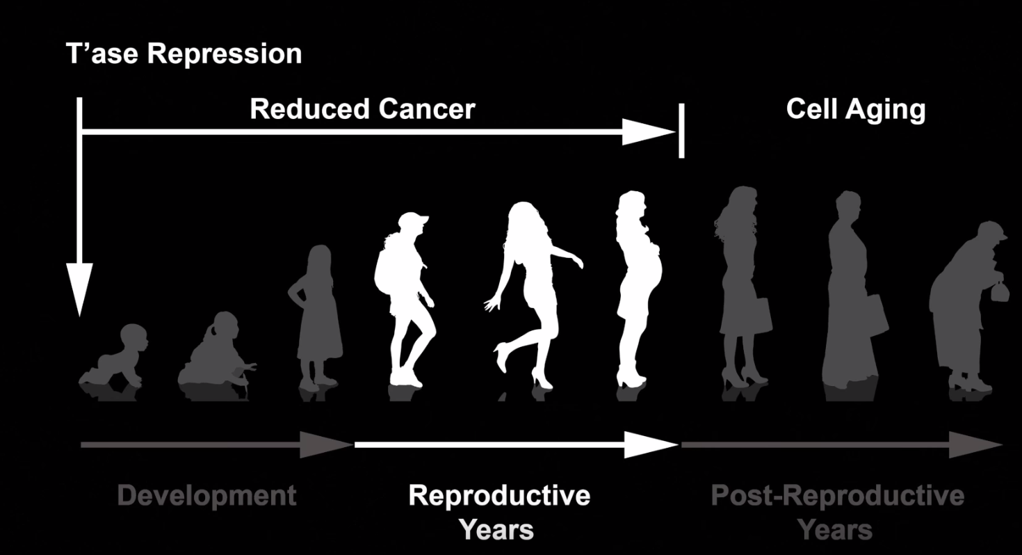 Back to Immortality | NextBigFuture.com