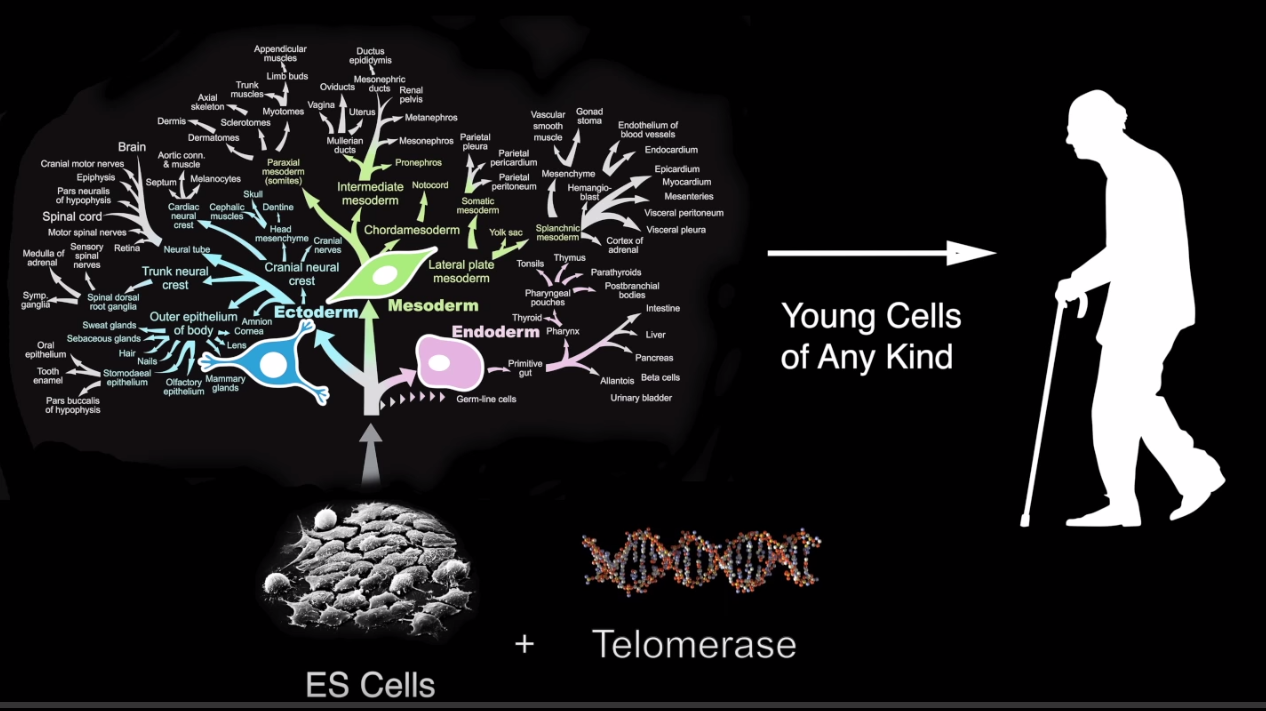 Back to Immortality | NextBigFuture.com