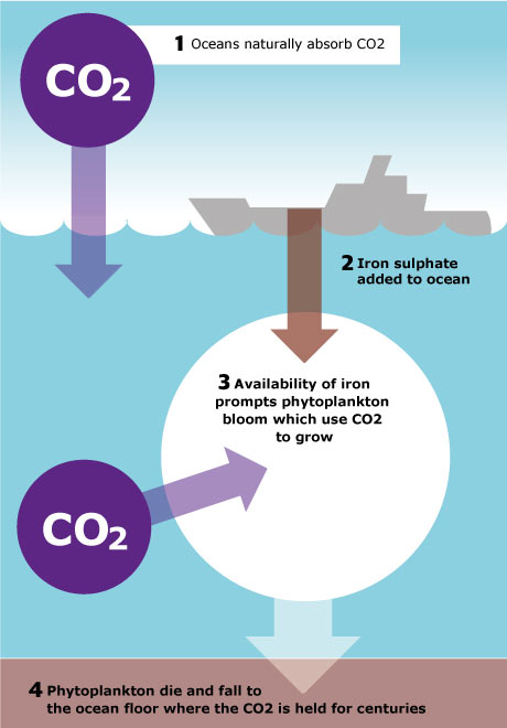 Iron fertilization of the ocean is as natural as whale poop and it can ...