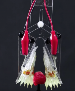 Colorado makes breakthrough soft muscle for soft robots that is cheap ...