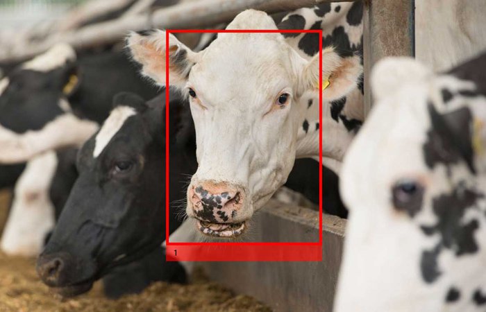 AI used to track pigs and facial recognize cows | NextBigFuture.com