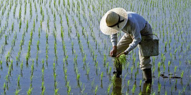 Progress to more salt resistant rice | NextBigFuture.com