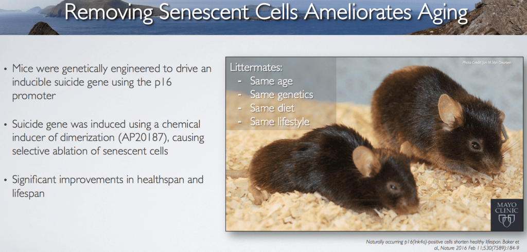 Gene therapy to remove old cells is extending the life of older mice ...