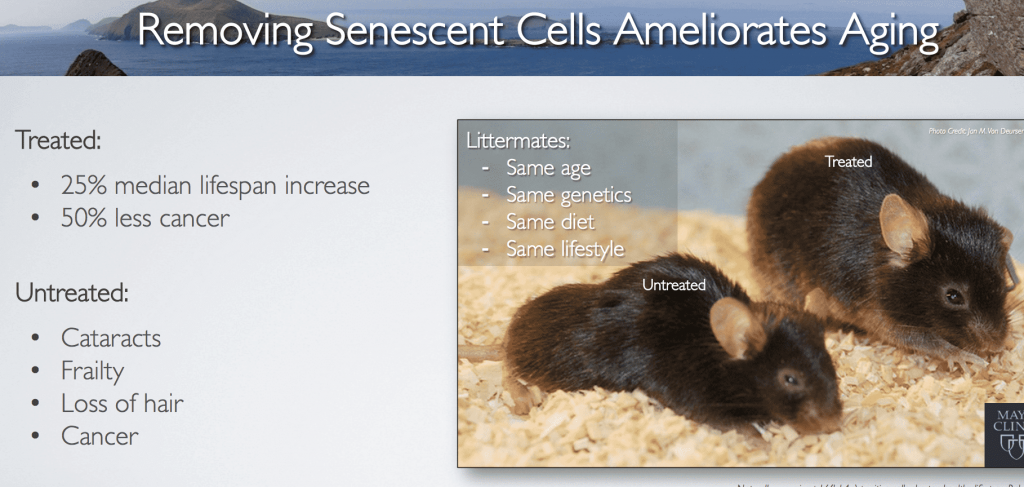 Gene therapy to remove old cells is extending the life of older mice ...