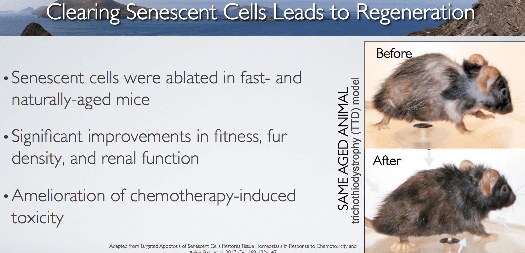 Gene therapy to remove old cells is extending the life of older mice ...