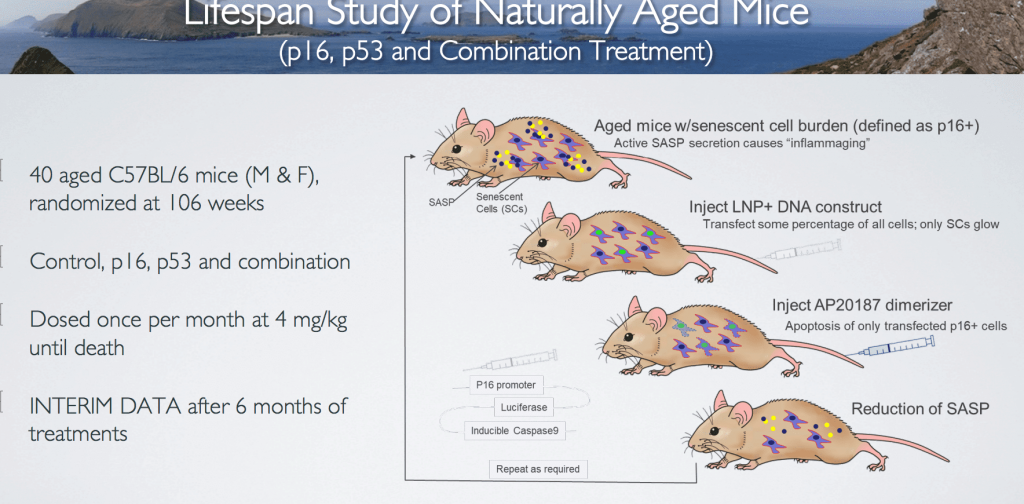 Gene therapy to remove old cells is extending the life of older mice ...
