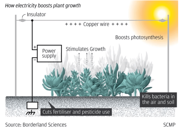 Electricity boosts crop yield by 30% while reducing pesticides and ...