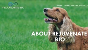 Rejuvenate Bio Using Gene Therapy Has Reversed Aging Effects in Mice ...