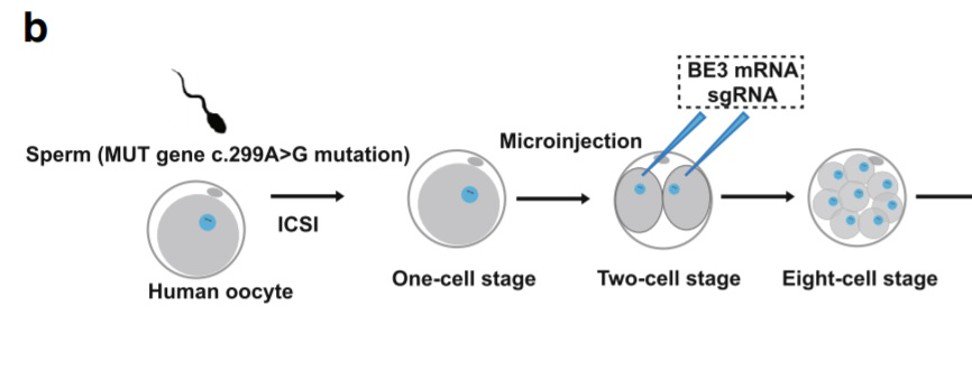Human Gene Editing of Embryos Will Be Safe and Effective Within Two ...