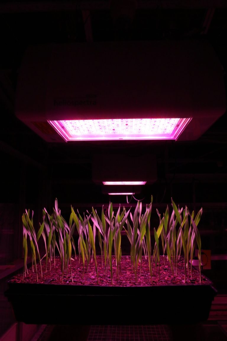 Speed Breeding Lets Us Develop Six Generations of Crops Instead of Two ...
