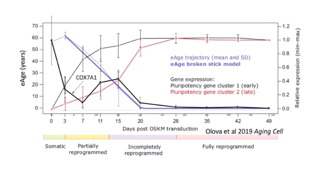 AgeX Developing Antiaging by Working to Restore Full Regeneration ...