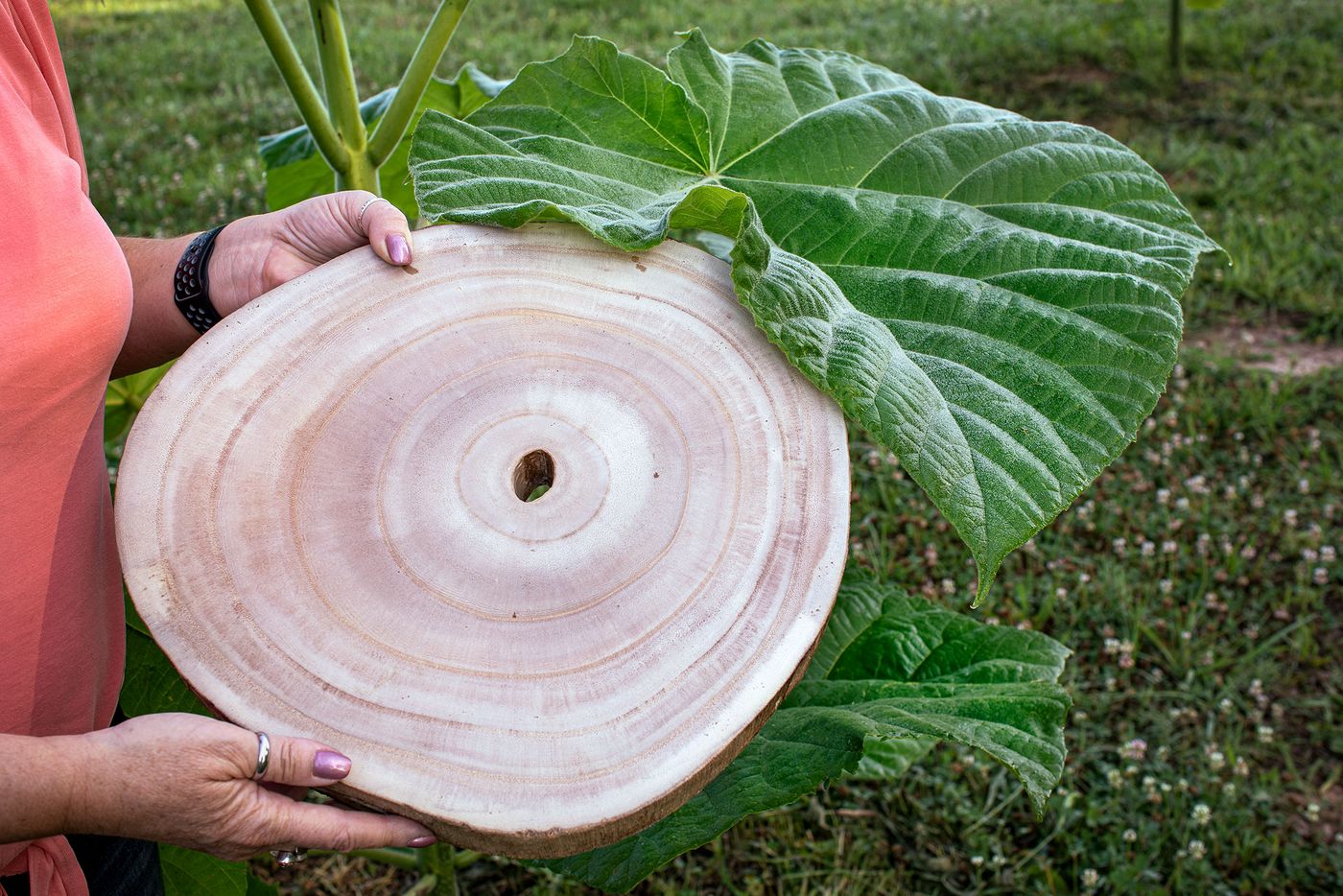 Scaling Up the Tree Carbon Offset Solution | NextBigFuture.com