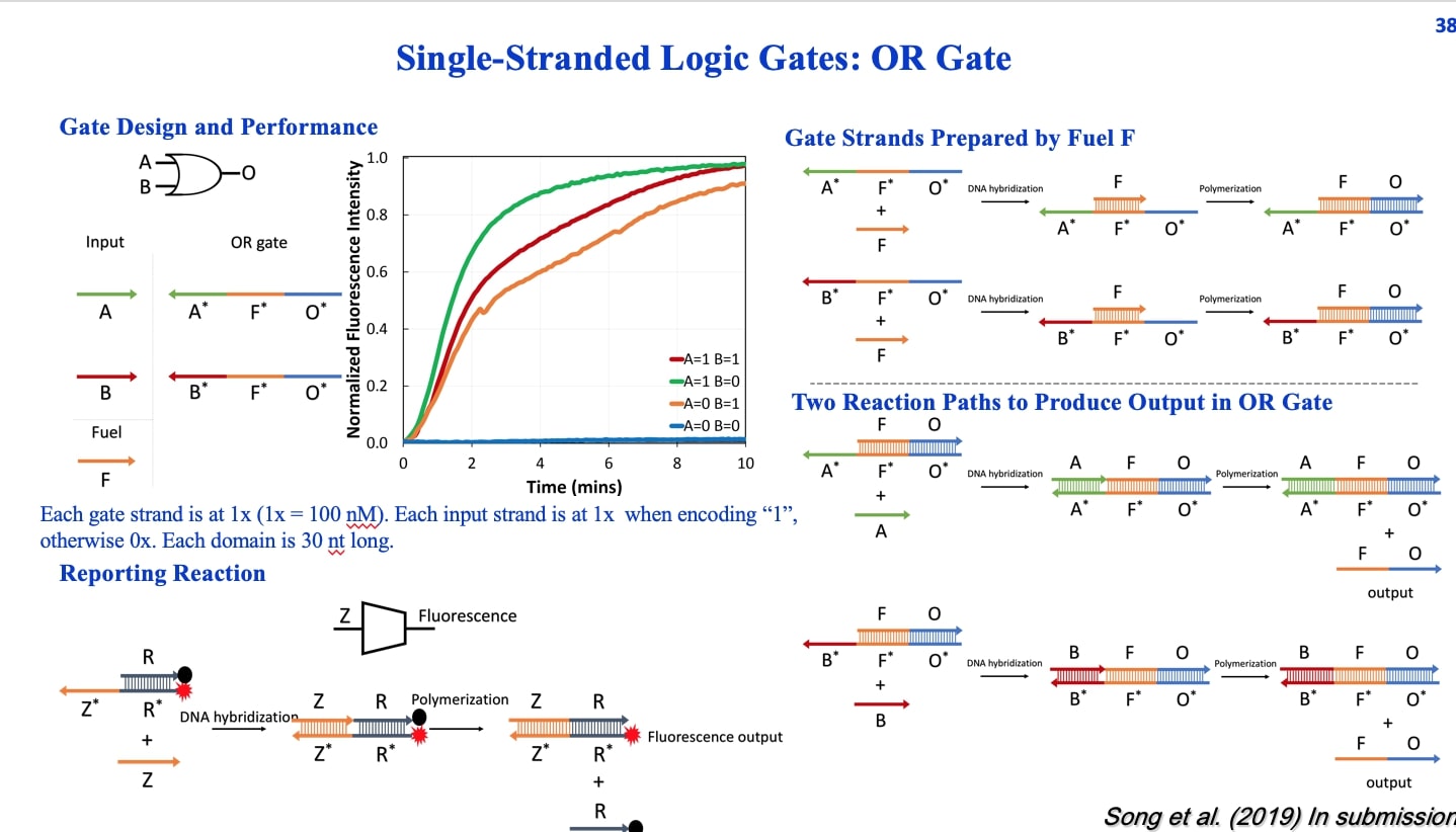 Fast and Compact DNA Logic Circuits | NextBigFuture.com