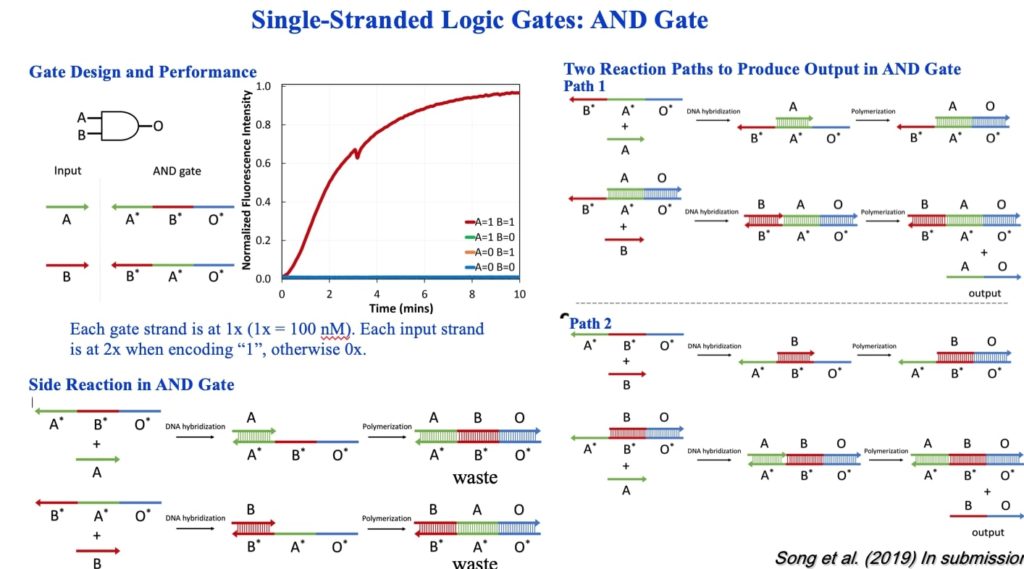 Fast and Compact DNA Logic Circuits | NextBigFuture.com