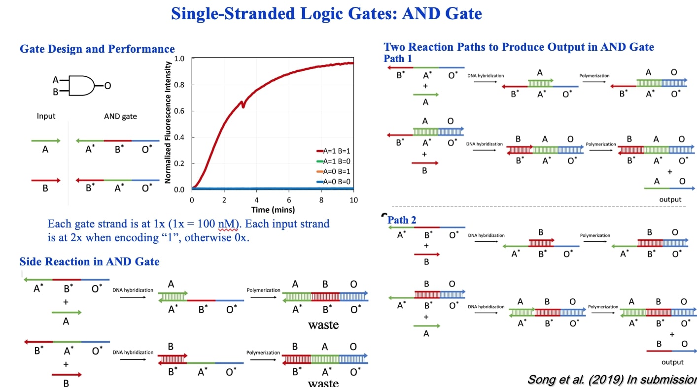 Fast and Compact DNA Logic Circuits | NextBigFuture.com