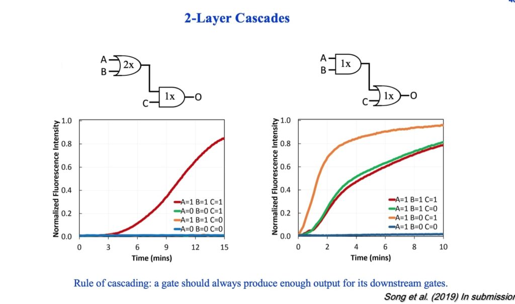 Fast And Compact Dna Logic Circuits Nextbigfuture