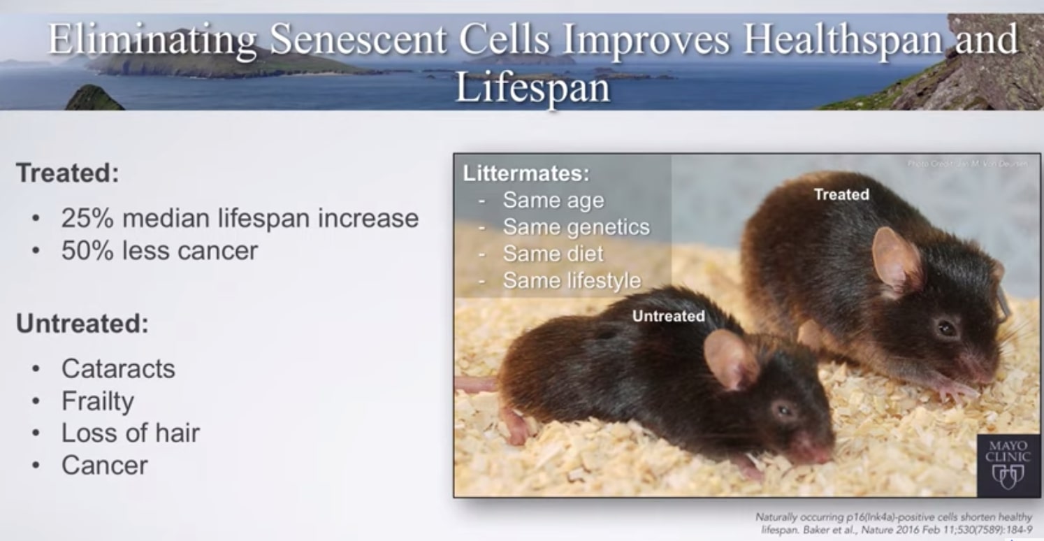 Oisin and OncoSenX Antiaging Extends Life 20% Life Extension in Old ...