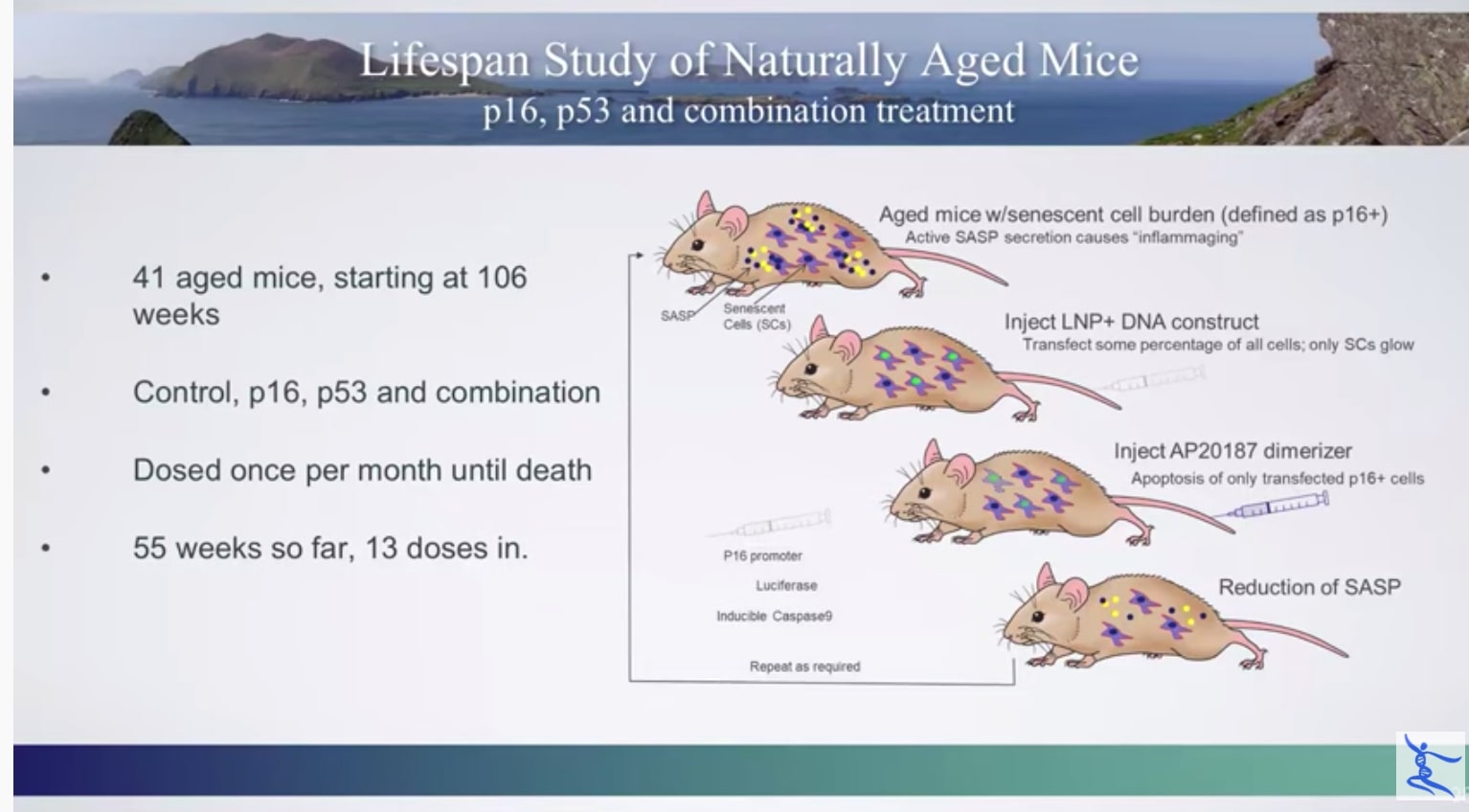 Oisin and OncoSenX Antiaging Extends Life 20% Life Extension in Old ...