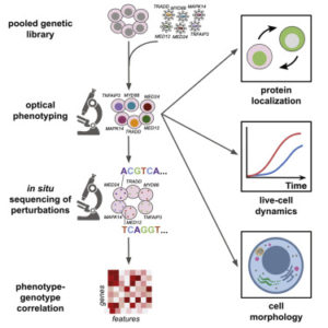 High Resolution Imaging Screens Thousands of Genes in a Few Days ...
