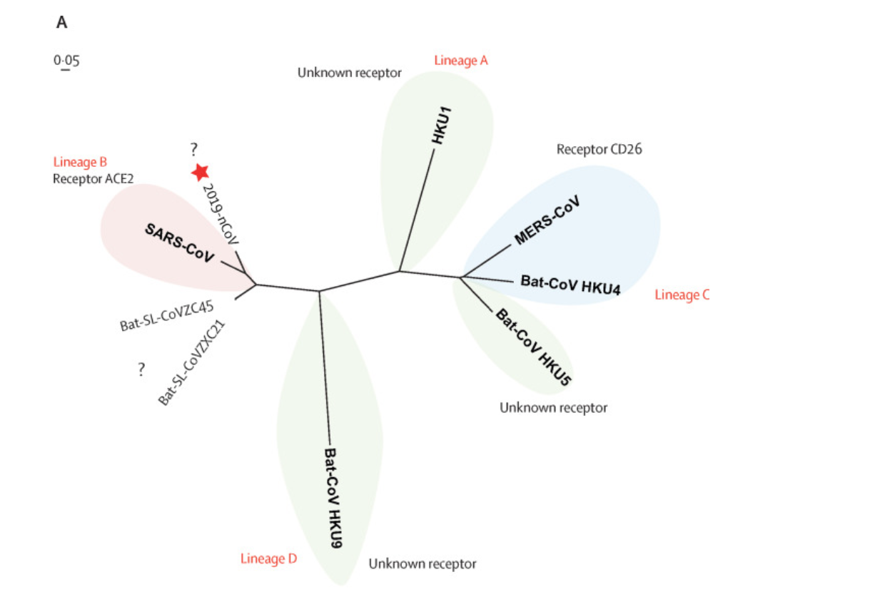Coronavirus Is Bat Coronavirus With SARS Receptor | NextBigFuture.com
