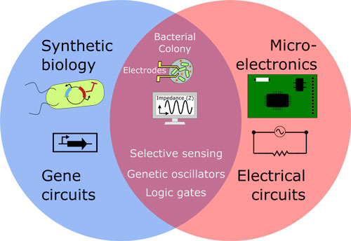 Engineered Bacteria Connected to Microelectronics | NextBigFuture.com