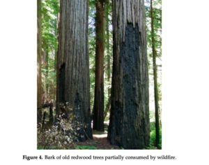 Redwood Tree Bark Thickness and Fire Resistance | NextBigFuture.com